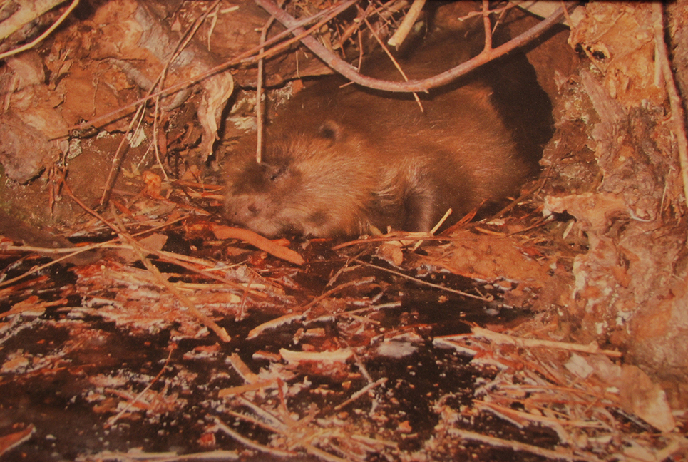 Duitsland: bever met tularemie. | Dutch Wildlife Health Centre (DWHC)