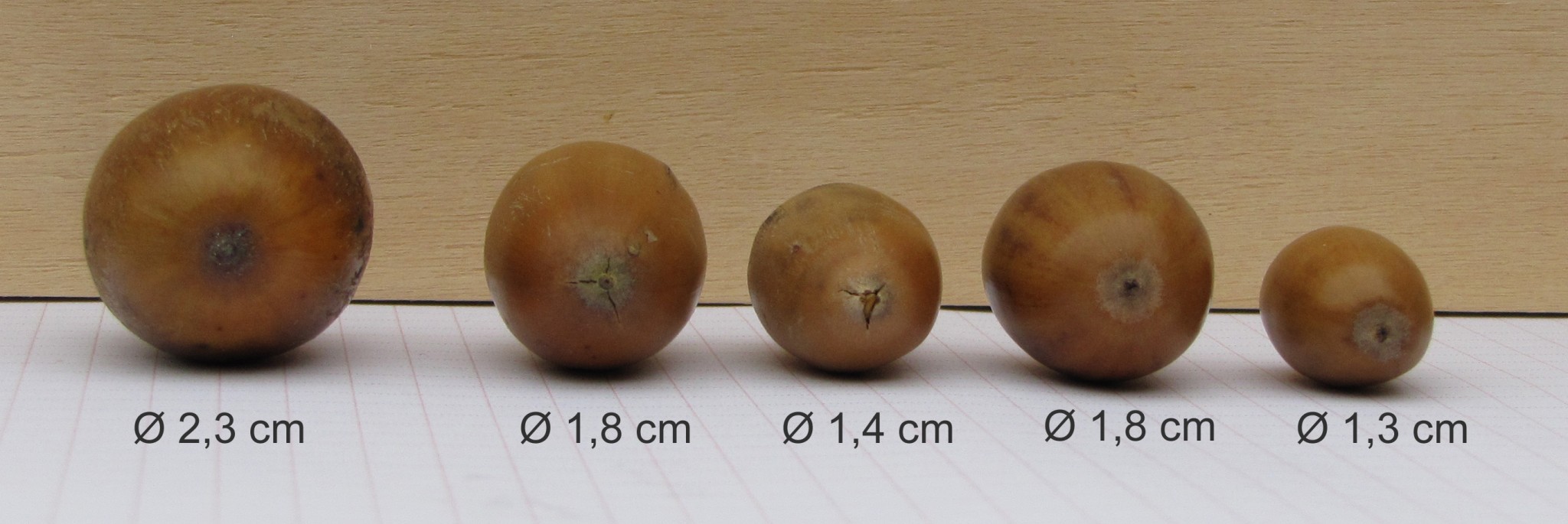 Doodsoorzaak: een eikel! | Dutch Wildlife Health Centre (DWHC)