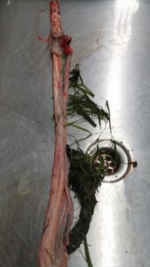 Knobbelzwaan dood door visdraad | Dutch Wildlife Health Centre (DWHC)