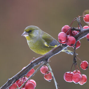 Magpie with ‘pigeon canker’ | Dutch Wildlife Health Centre (DWHC)