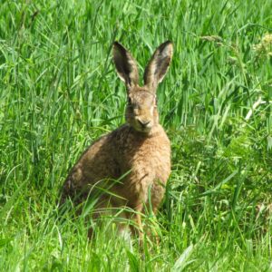 Eerste haas met RHDV-2 in Nederland | Dutch Wildlife Health Centre (DWHC)