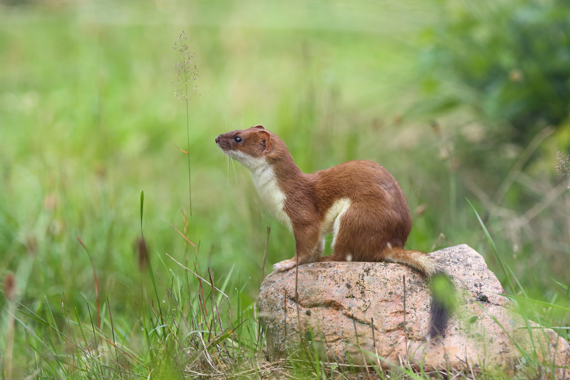 Hermelijn en wezel: DWHC speerpuntdieren 2017 | Dutch Wildlife Health ...