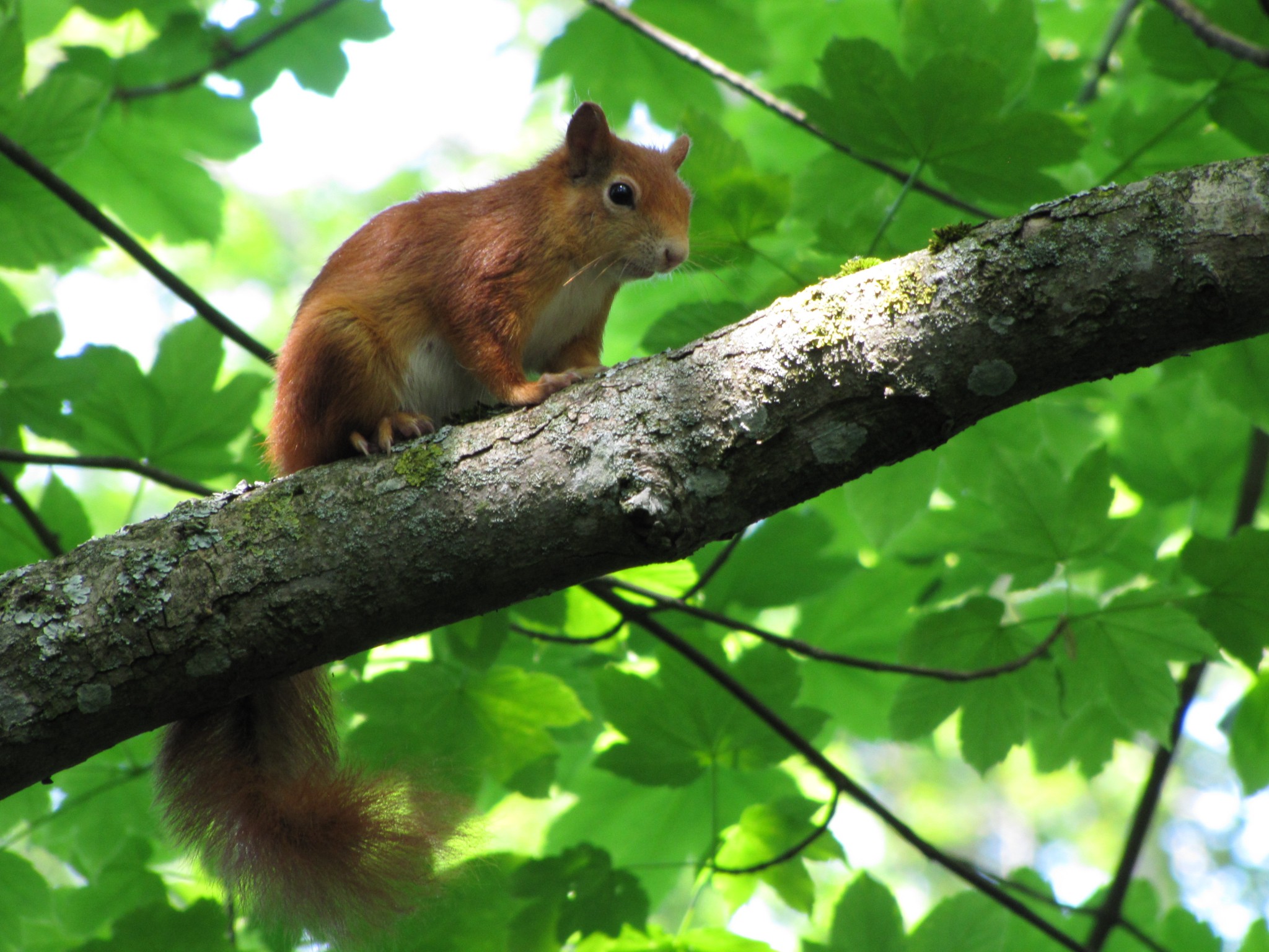 Toxoplasmosis in red squirrels; keep reporting dead red squirrels to ...
