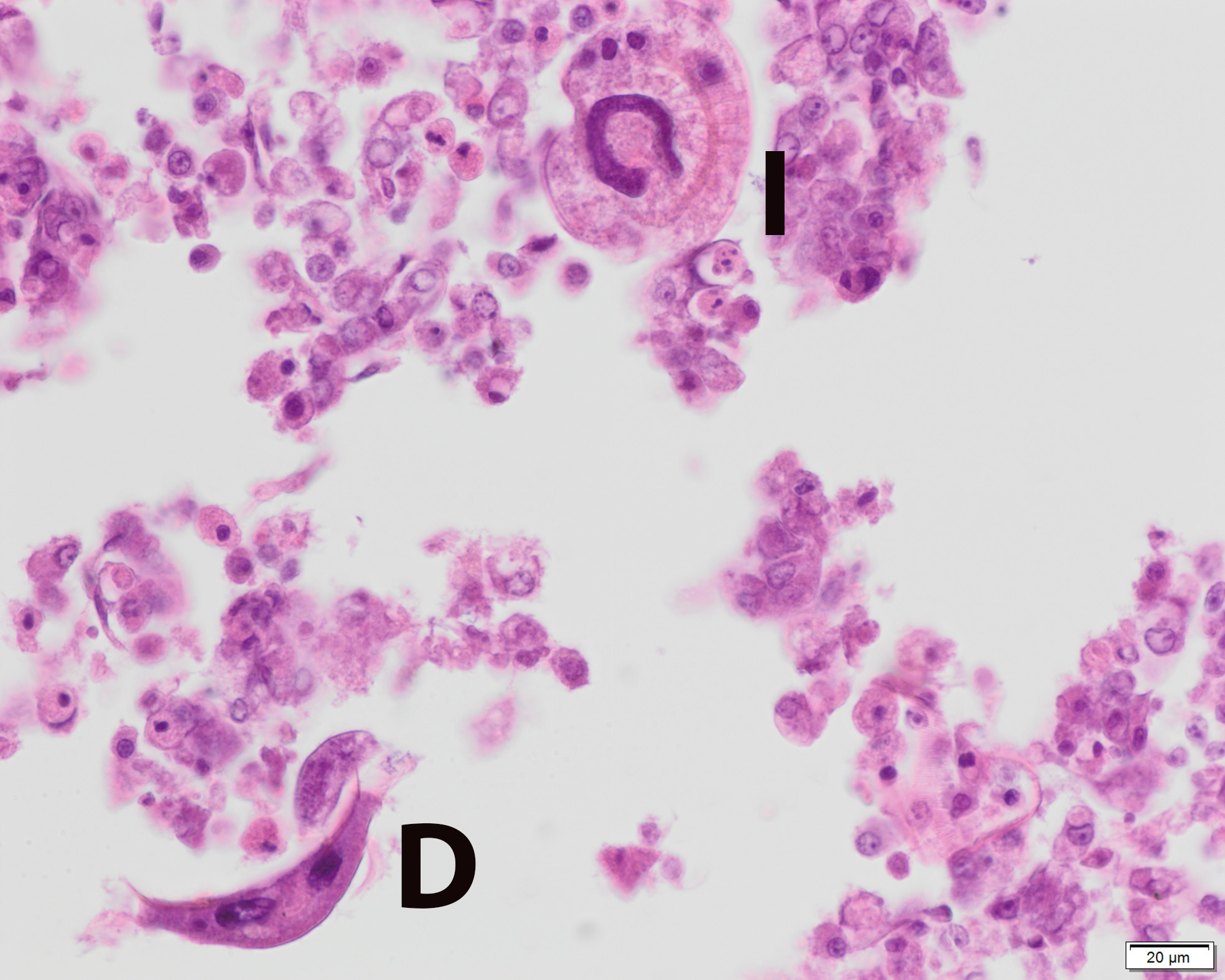Common carp with inflamed gills | Dutch Wildlife Health Centre (DWHC)